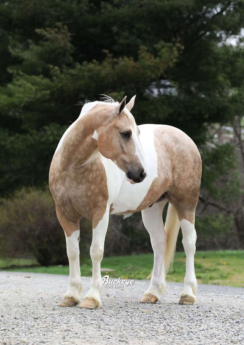 Twinkie is the Definition of Special. This Gorgeous 2019 Model Gypsy Cross