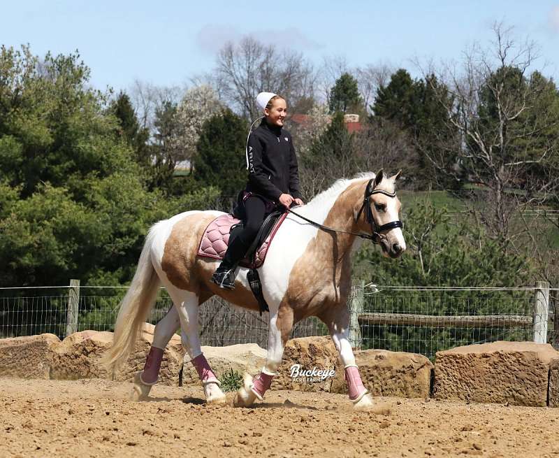 Twinkie is the Definition of Special. This Gorgeous 2019 Model Gypsy Cross