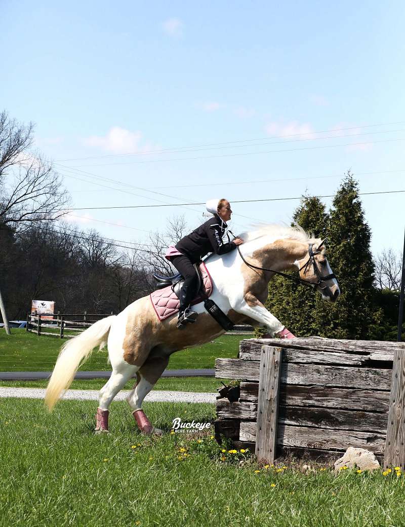 Twinkie is the Definition of Special. This Gorgeous 2019 Model Gypsy Cross