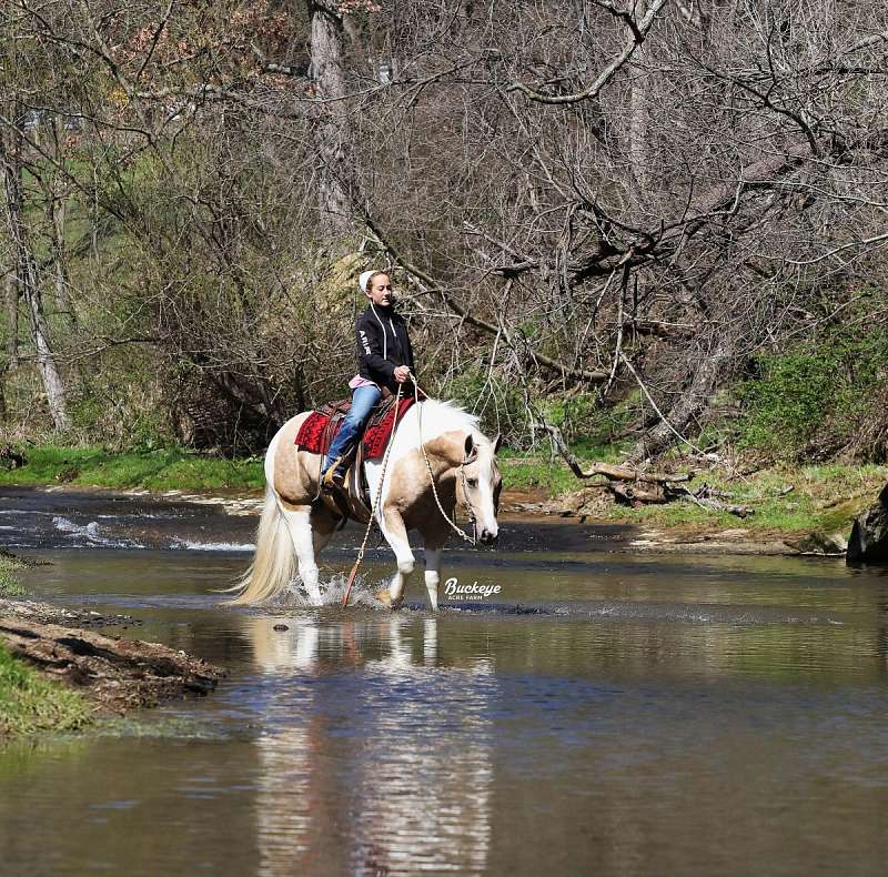 Twinkie is the Definition of Special. This Gorgeous 2019 Model Gypsy Cross