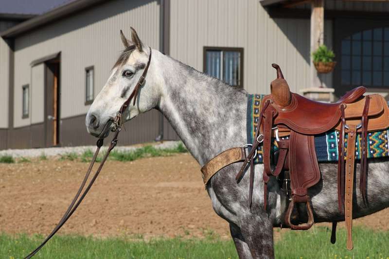 Aspen: a Beautiful Grey Tennessee Walking Mare
