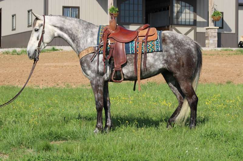 Aspen: a Beautiful Grey Tennessee Walking Mare