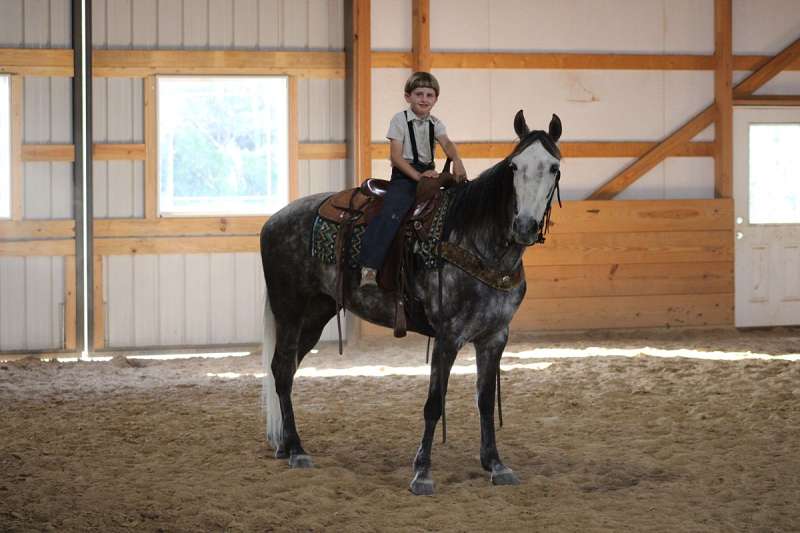Aspen: a Beautiful Grey Tennessee Walking Mare