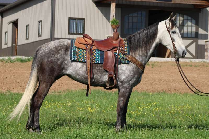 Aspen: a Beautiful Grey Tennessee Walking Mare