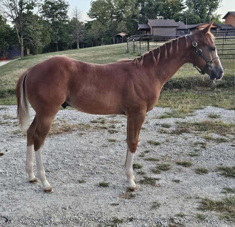 Handsome APHA/ABRA/PTHA Colt- World Champion Pedigree