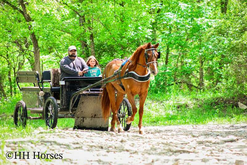 Seasoned and Experienced Sorrel Quarter Horse Morgan Crossbred Gelding