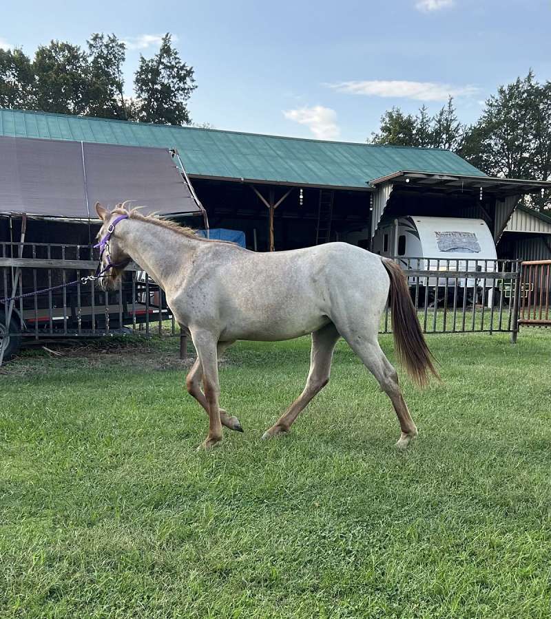 Red Roan TWHBEA Filly