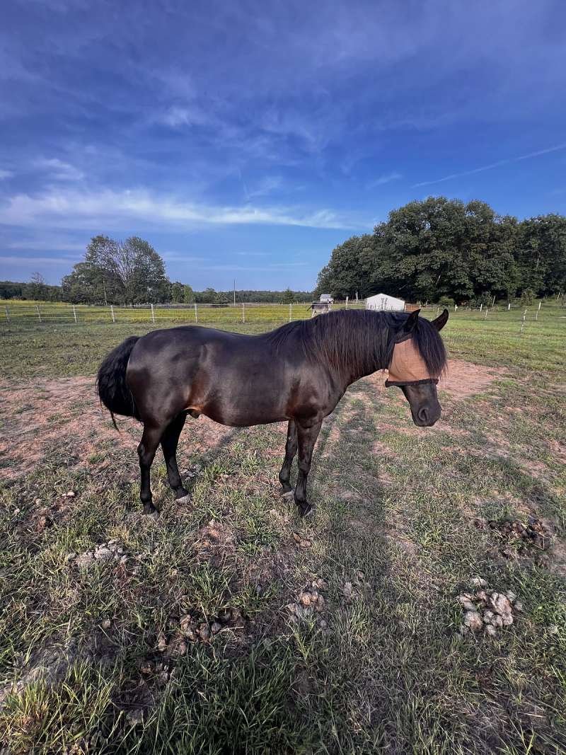 Registered 15 Year Old Morgan Gelding