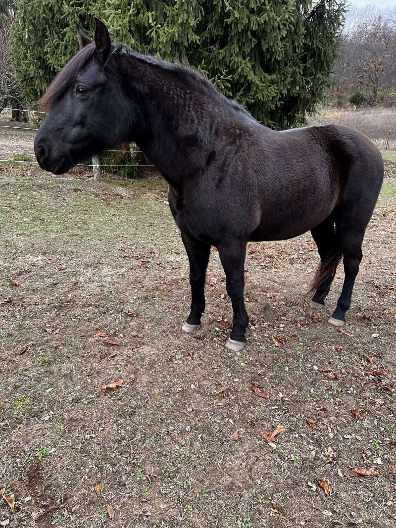 Registered 15 Year Old Morgan Gelding