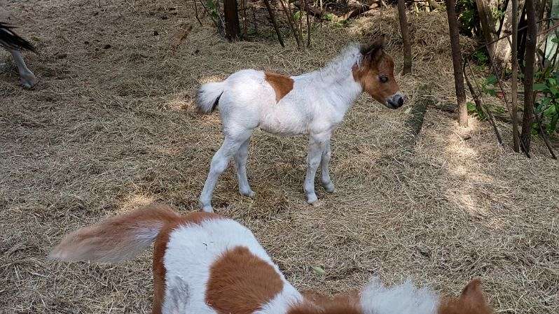 Miniature Horse Pinto Filly Rosie