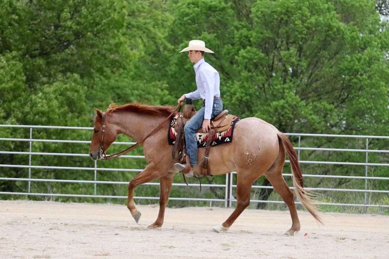 Hickory - Fantastic Ranch or 4H Horse 4 yo Red Roan AQHA Gelding!