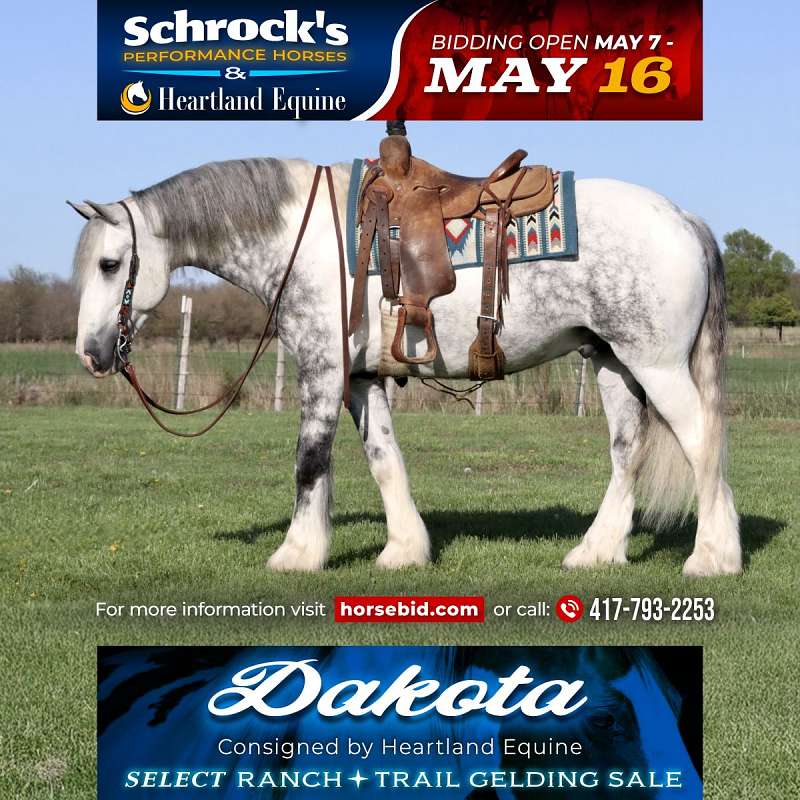 Dakota - Fancy All-Around Horse 5 yo Paint Gypsy Friesian Cross Gelding!