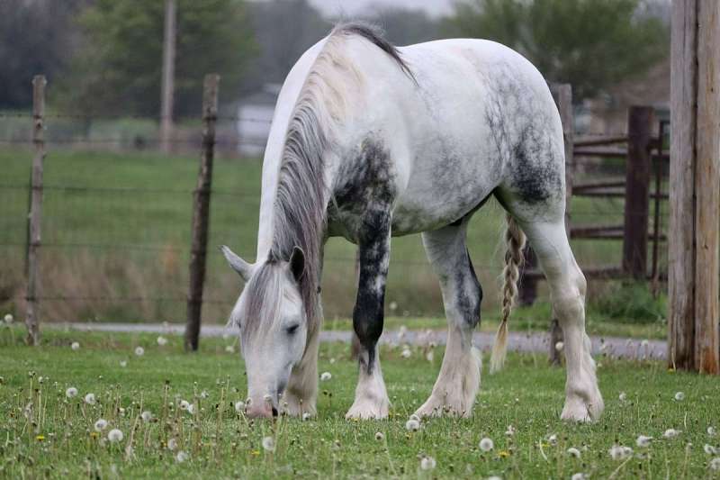 Dakota - Fancy All-Around Horse 5 yo Paint Gypsy Friesian Cross Gelding!