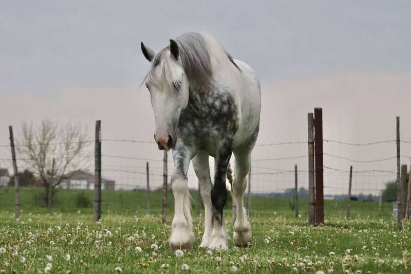 Dakota - Fancy All-Around Horse 5 yo Paint Gypsy Friesian Cross Gelding!