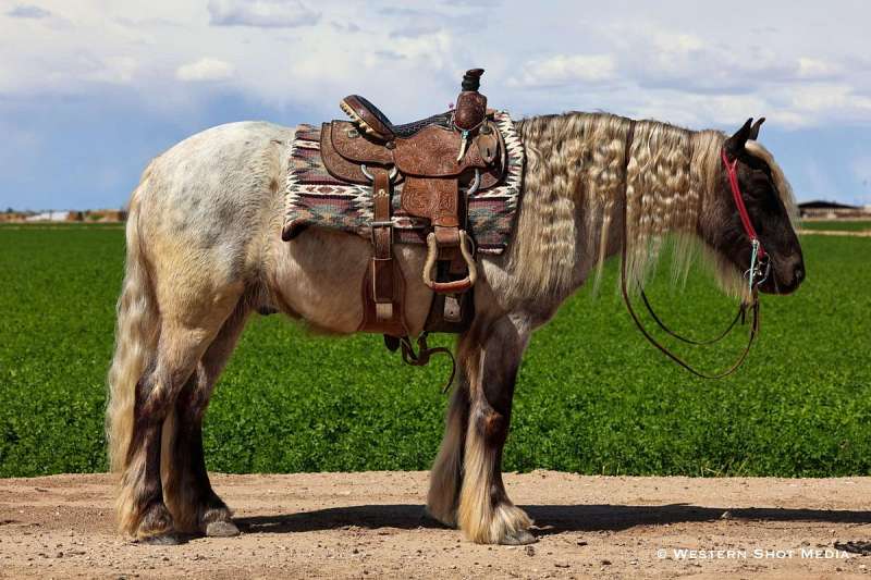 Stoney - Super Handsome 8 Yr Old Gray Gypsy Cross Gelding!