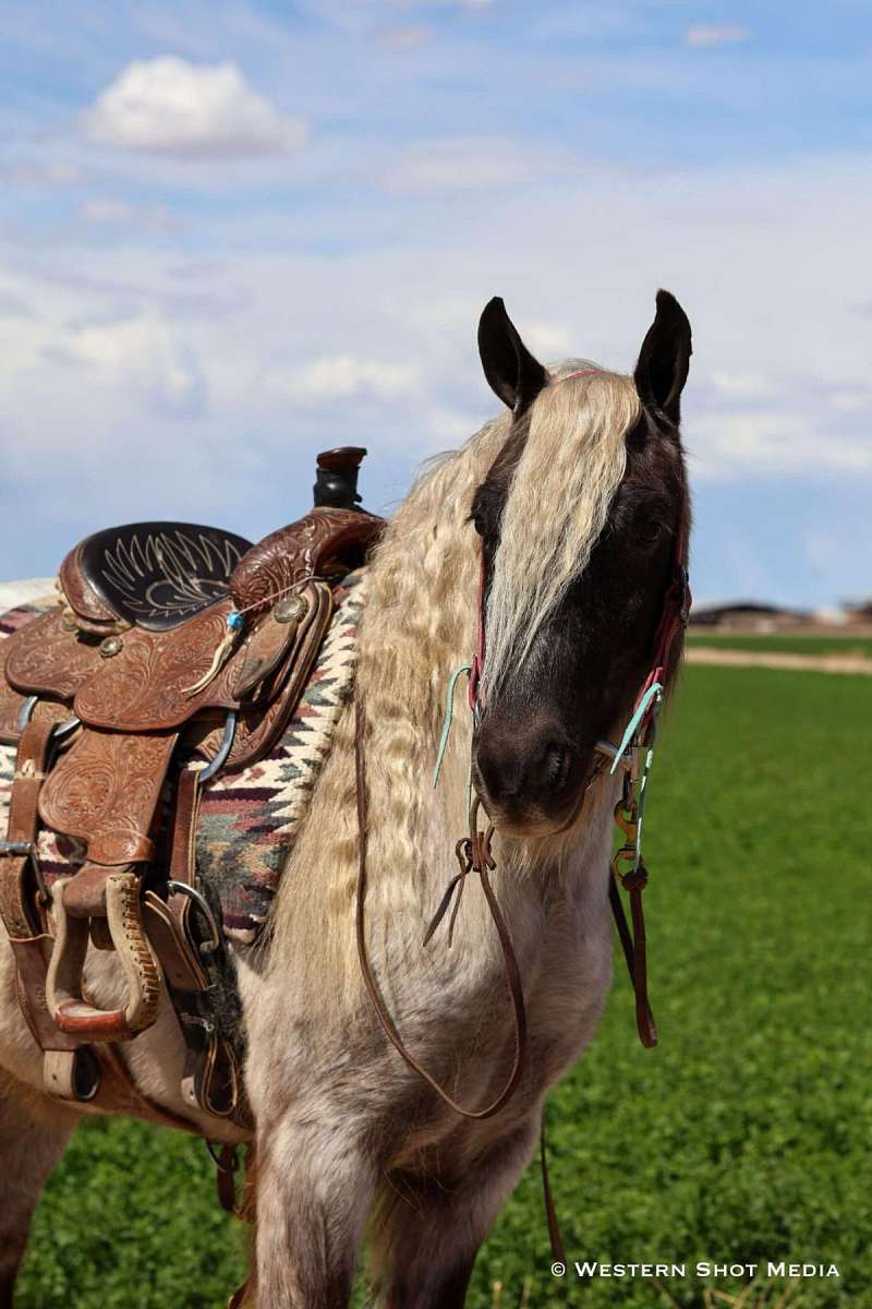 Stoney - Super Handsome 8 Yr Old Gray Gypsy Cross Gelding!