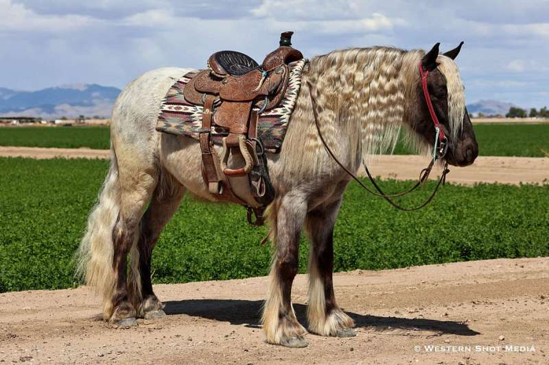 Stoney - Super Handsome 8 Yr Old Gray Gypsy Cross Gelding!