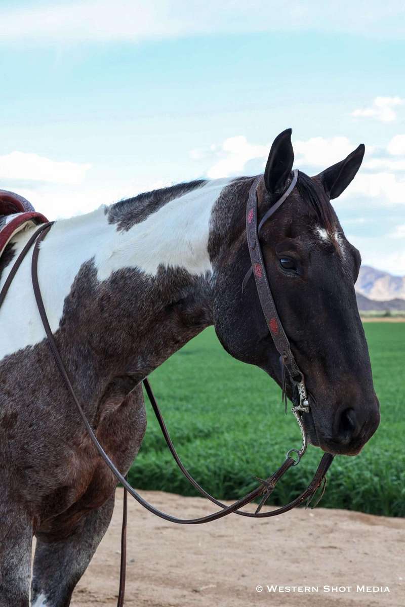 Yeti - Extremely Broke All-Around Horse 7 yo Blue Roan APHA Gelding!