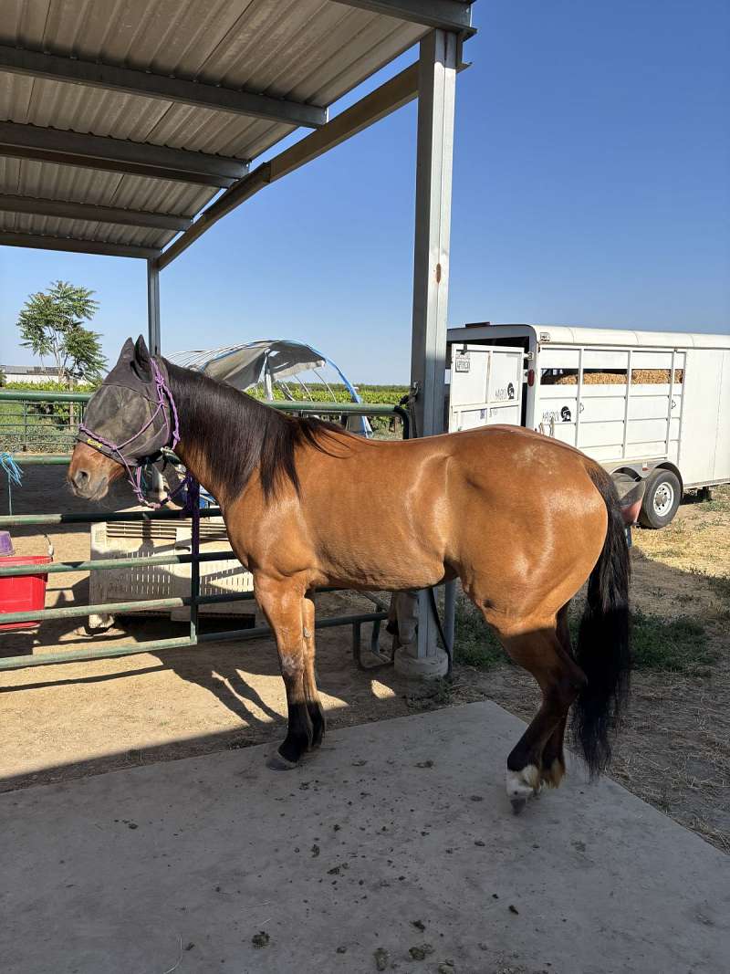 Pretty & Sweet AQHA Mare!