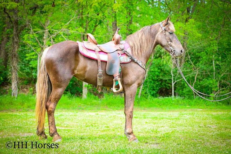 Fancy, Unique, and Rare Chocolate Rocky Mountain Friesian Cross Ride, Drive
