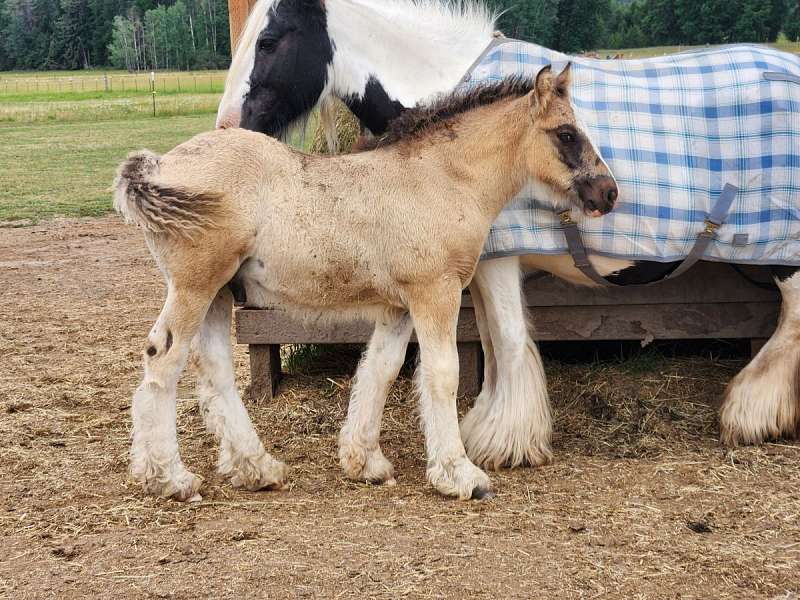 Solid Grulla Gypsy Colt