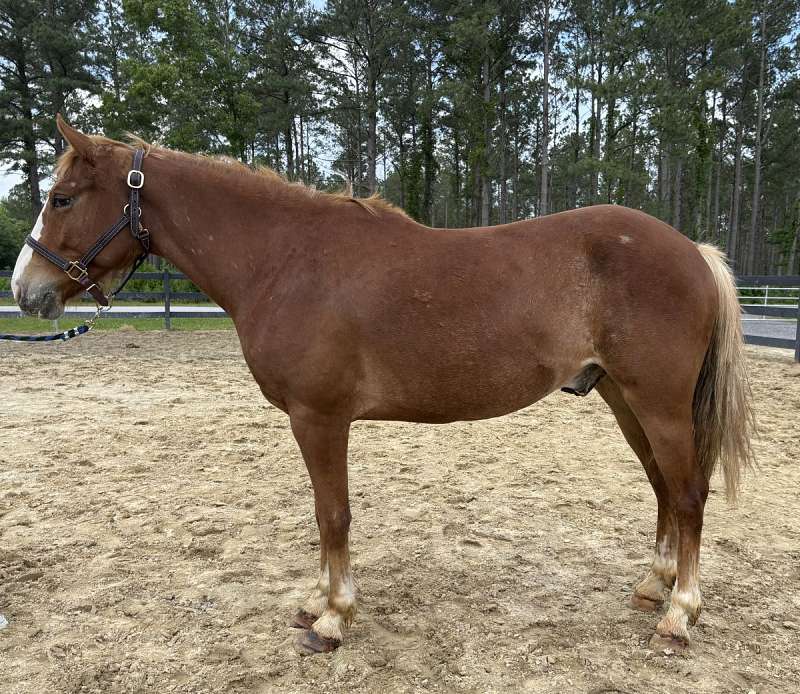 Gentle Haflinger Gelding