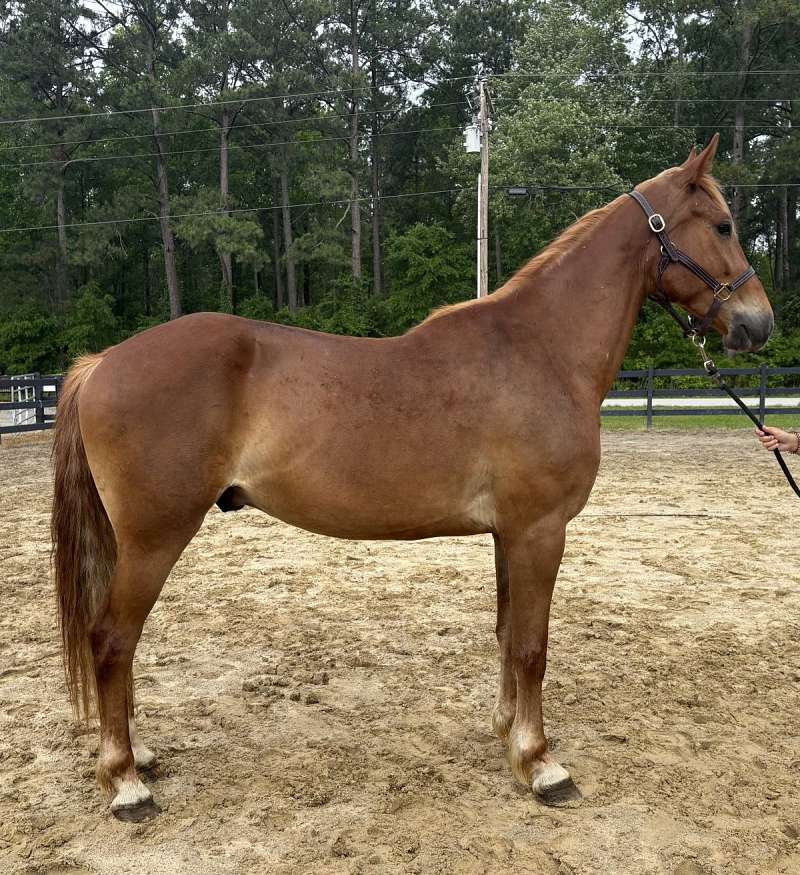 Belgian Morgan Mare
