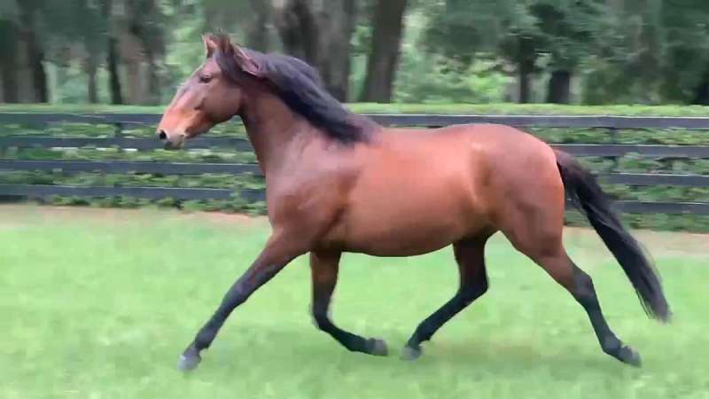 Fantastic Lusitano Gelding in Ocala