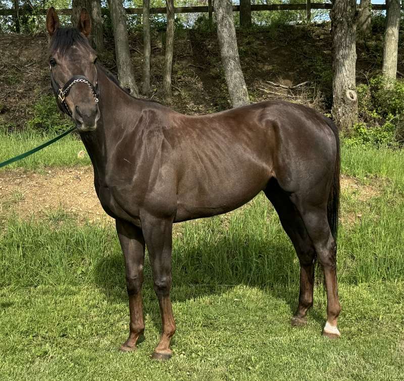 Big 16’3 Hand Dark Liver Chestnut