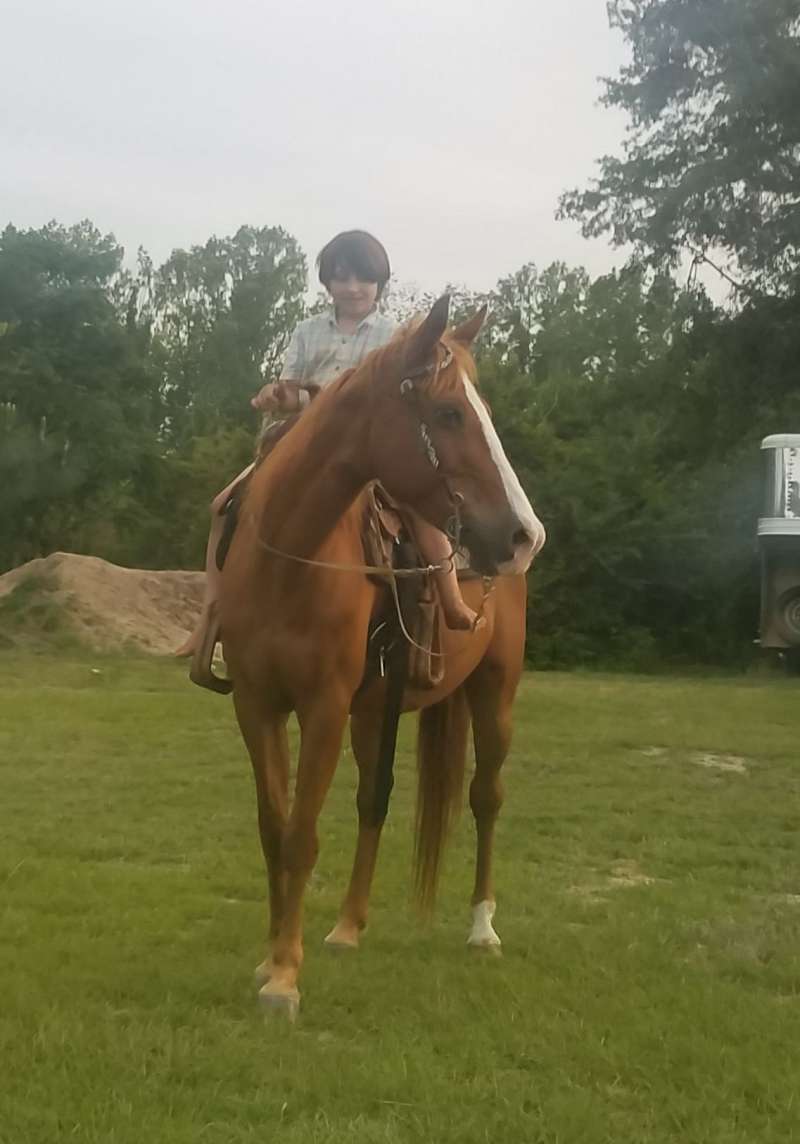 Safe Quarter Horse Mare