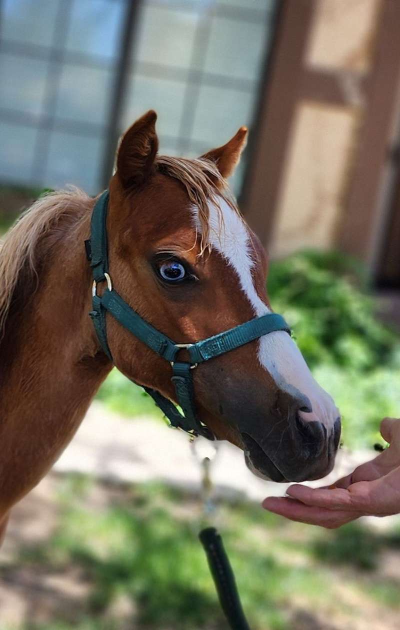 Gorgeous Registered Miniature Colt