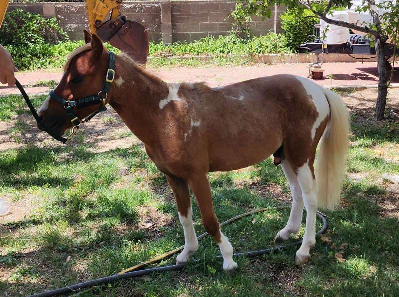 Gorgeous Registered Miniature Colt