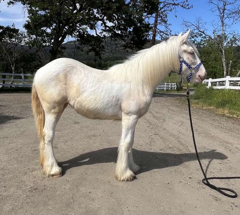 Classy, Very Tall Cremello Tobiano Gypsy Filly in or
