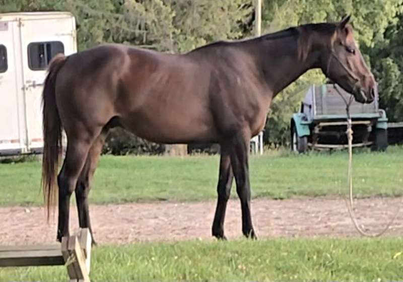 Registered 10 Year Old