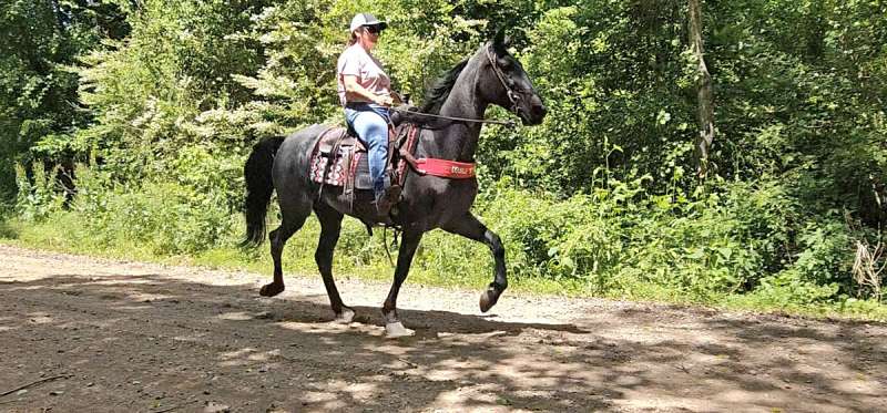 Sierra, Gorgeous, Flashy, Super Smooth Gaited, Trail or Fun Show Horse