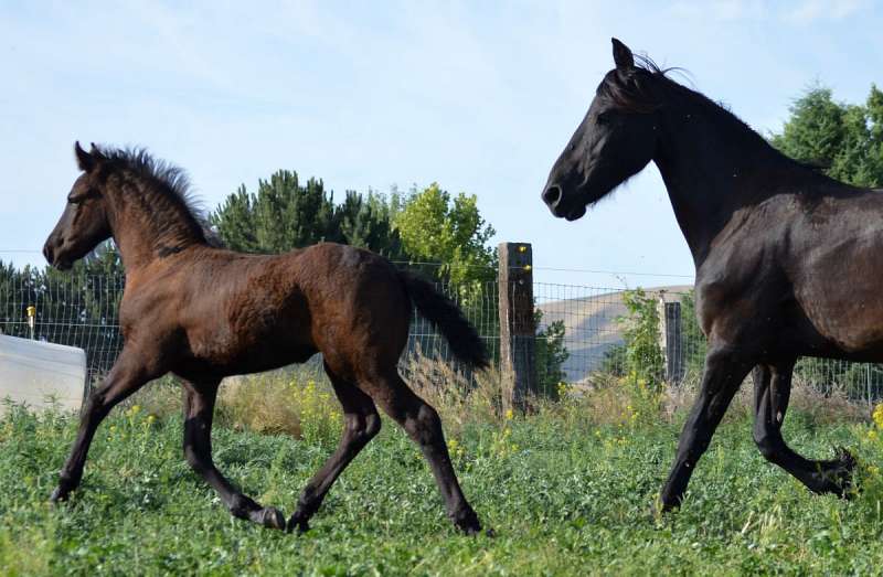 Tall - Full Friesian Filly