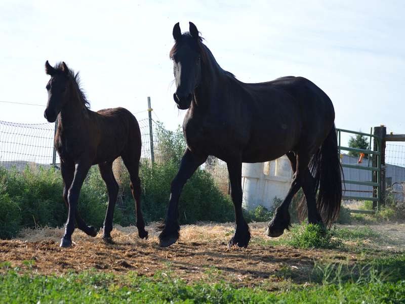 Tall - Full Friesian Filly