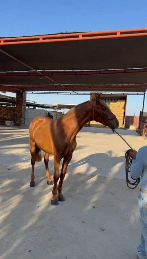 Chestnut Andalusian Filly in Bakersfield, California
