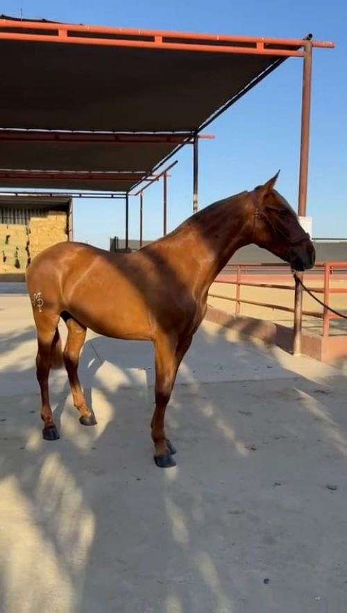 Chestnut Andalusian Filly in Bakersfield, California
