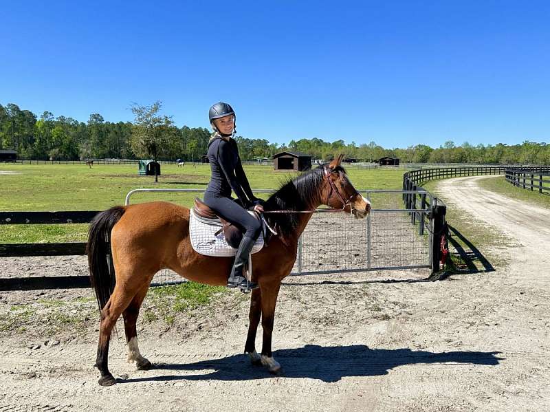 Hunter Jumper Pony - Available August 2025