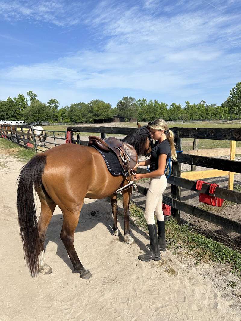 Hunter Jumper Pony - Available August 2025