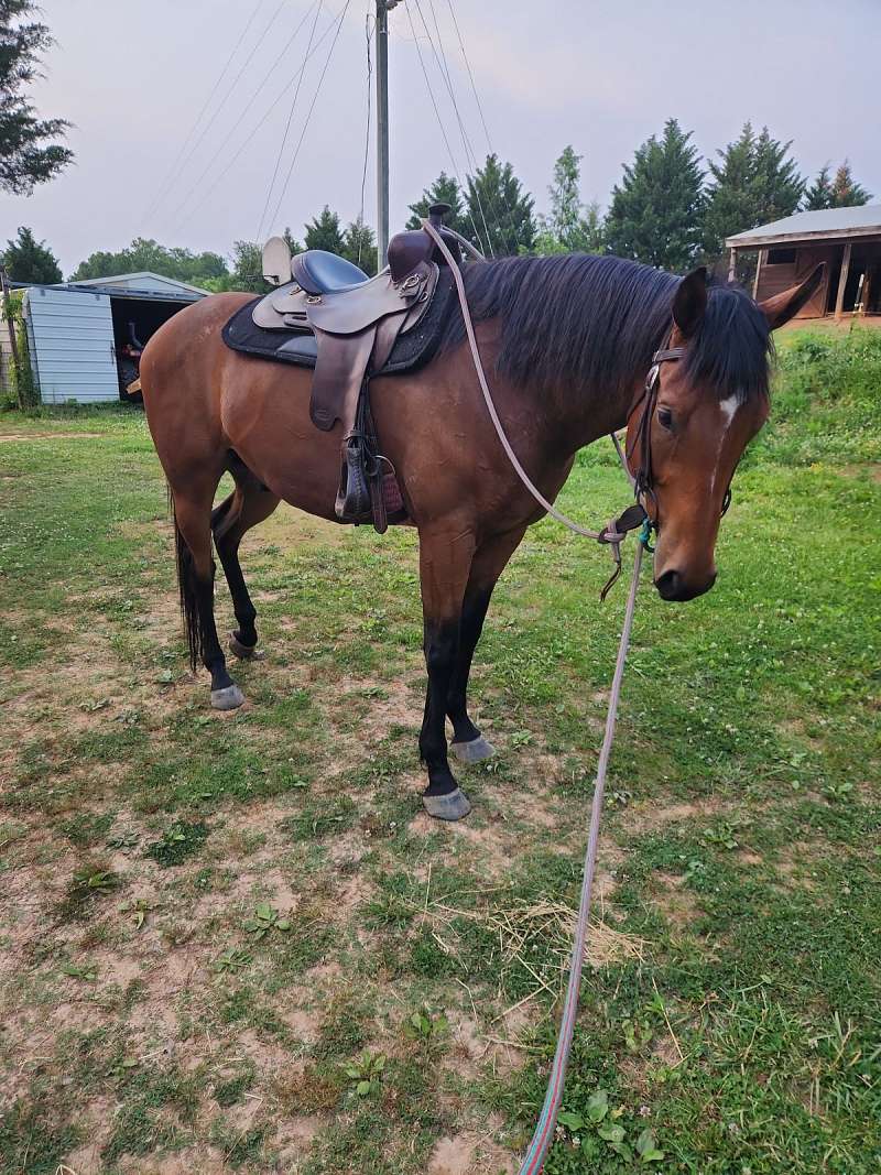 4 Year Old OTTB
