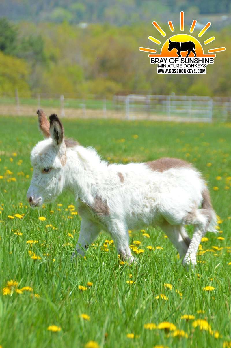 Unique Miniature Spotted Donkey Jack Foal