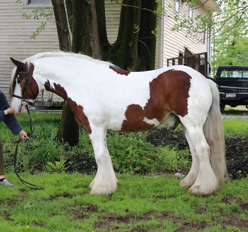 Fancy Safe Gypsy Vanner Gelding