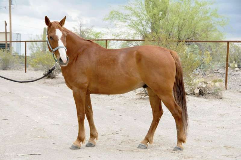 Cowboy/Ranch Horse/Project