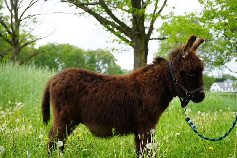 Miniature Baby Donkey