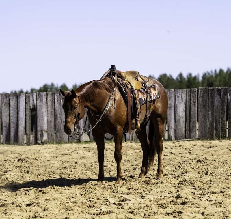 Trip - Seasoned, Broke, & Versatile 7 Yr Old Red Roan AQHA Gelding!