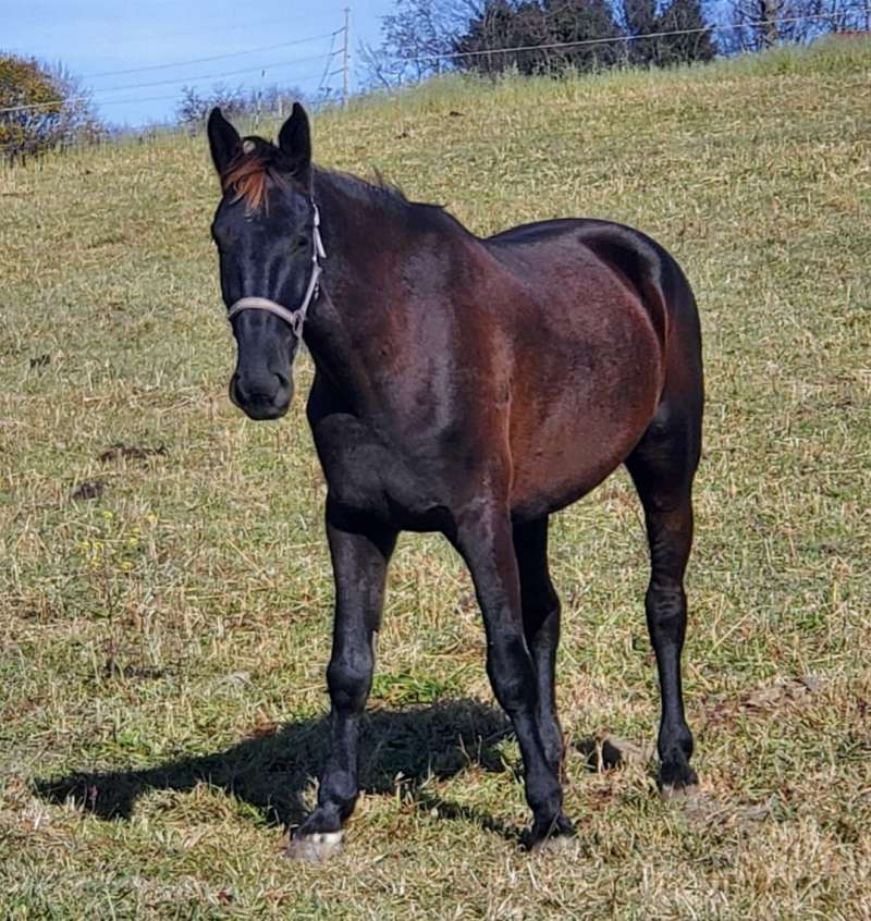 Fancy & Safe Dhh/Percheron X