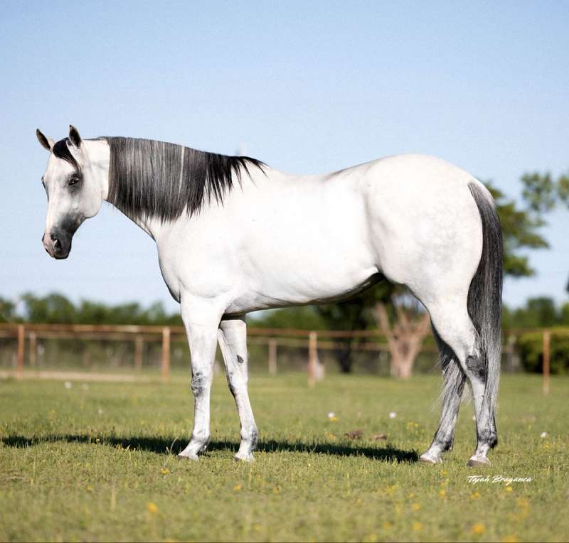 Silver - Big, Flashy, & Safe 8 yo Dappled Gray Quarter Horse Cross Gelding!