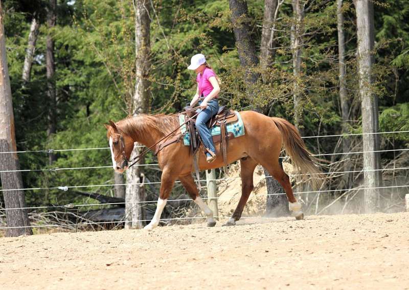 Rolex - Very Flashy & Attractive 7 Yr Old Dun Quarter Horse Gelding!